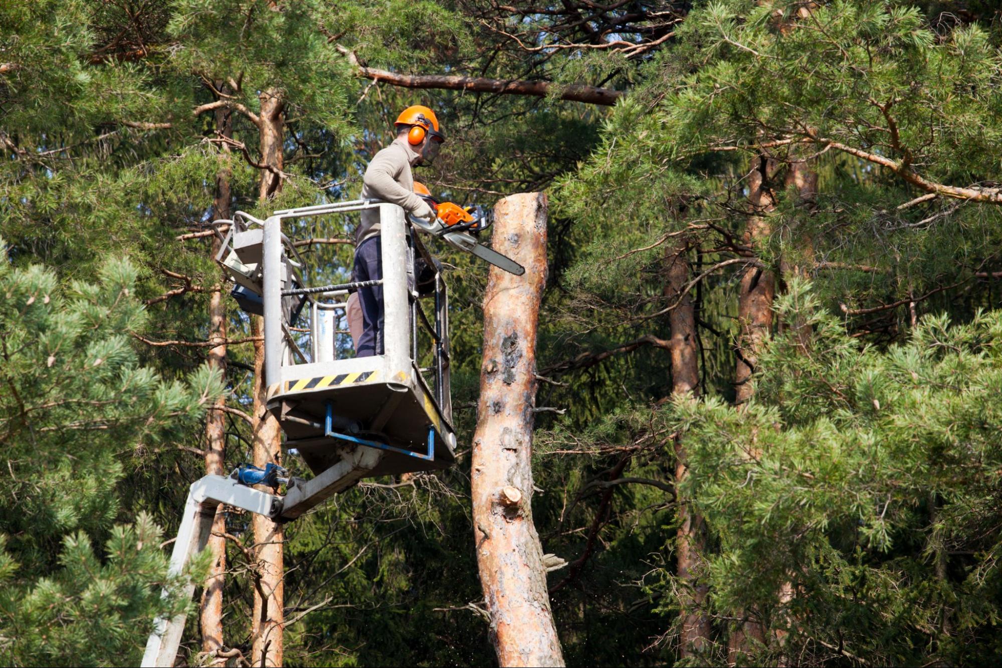 Structural Pruning | Red's Tree Service | Memphis Tree Services