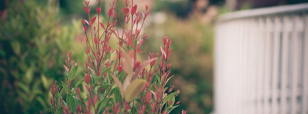 Tree Trimming Memphis | Red's Tree Service