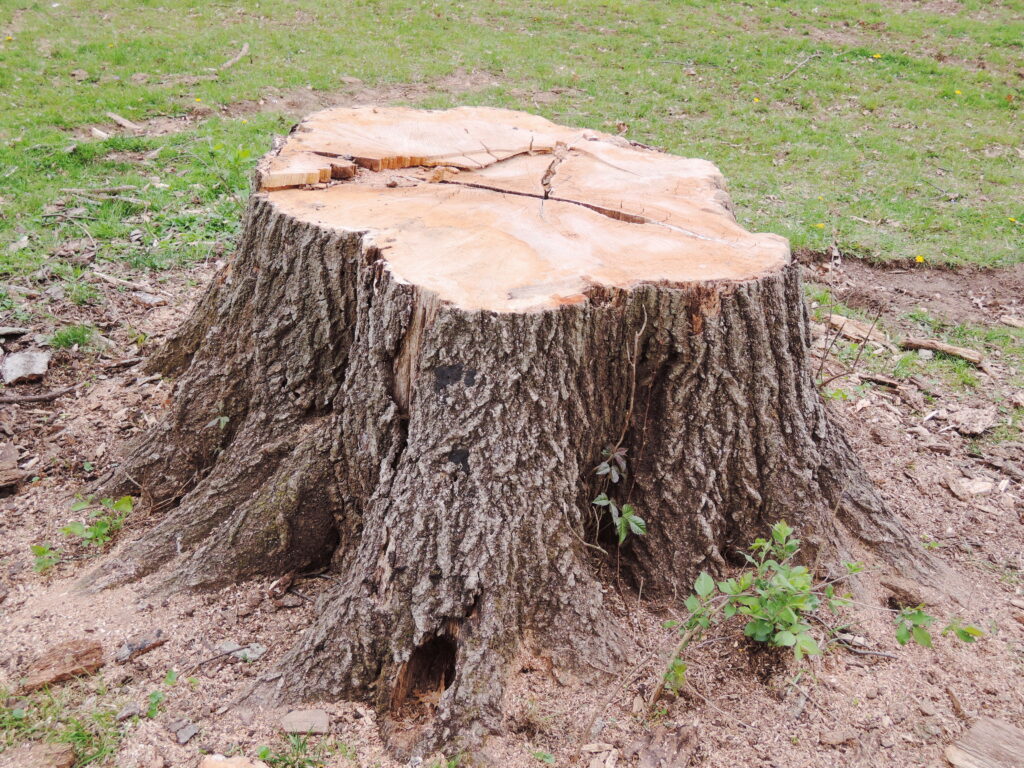 Why You Should Remove A Tree Stump Memphis Red s Tree Service Why You Should Remove A Tree Stump Memphis Red s Tree Service