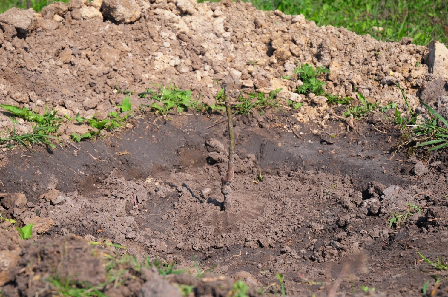 Deep Root Fertilization in Memphis | Memphis Tree Experts | Red's Tree