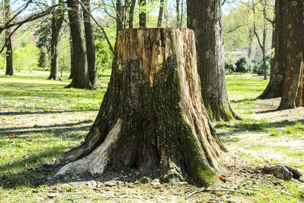 How Do I Know If My Tree Is Sick? | Red's Tree Service