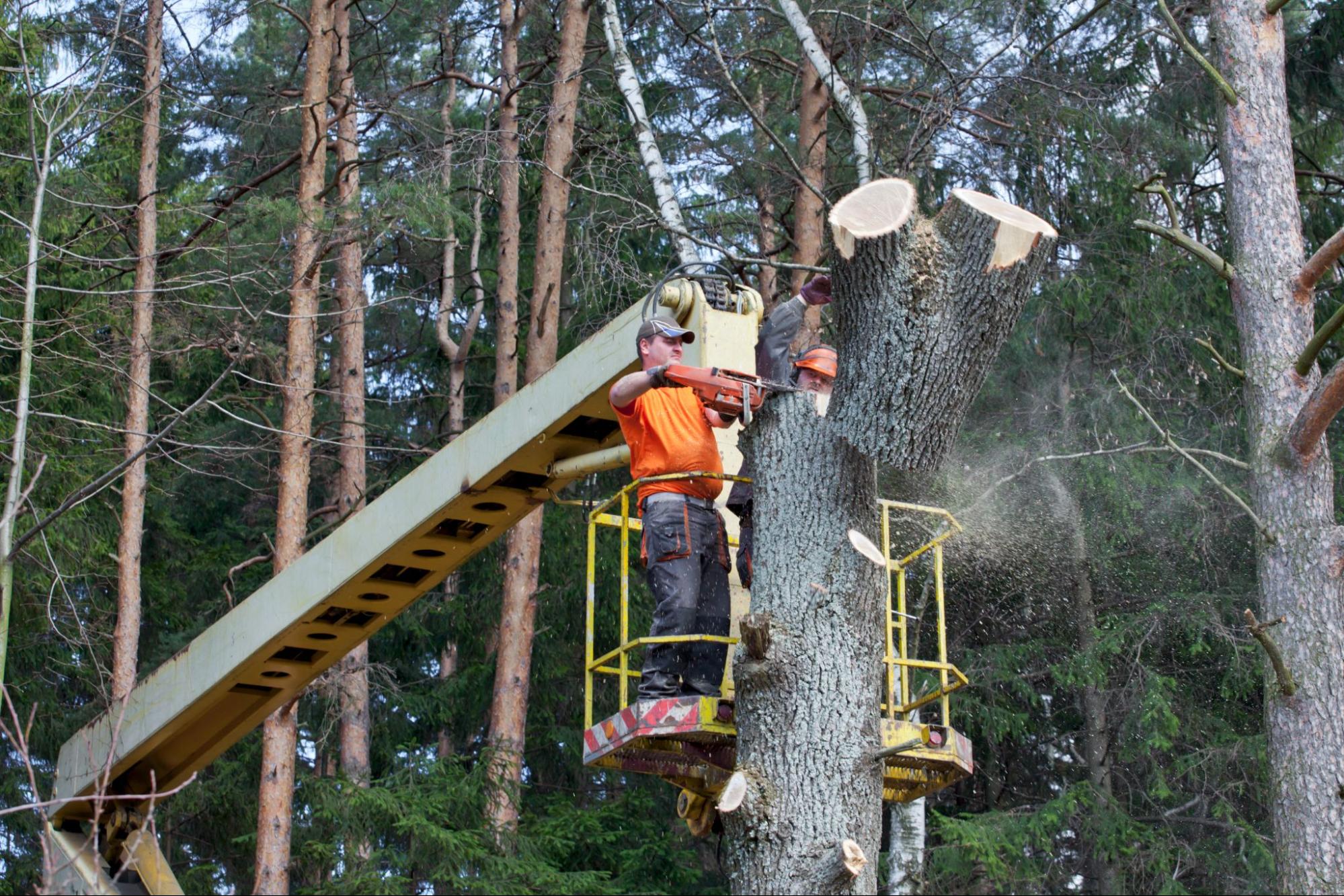 Restoration Pruning | Red's Tree Service | Tree Service